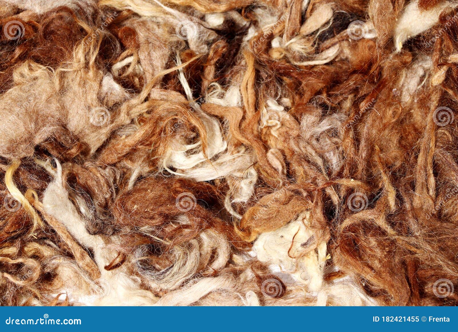 Freshly Sheared Camel Wool Flakes Stock Image - Image of curly, fleece ...