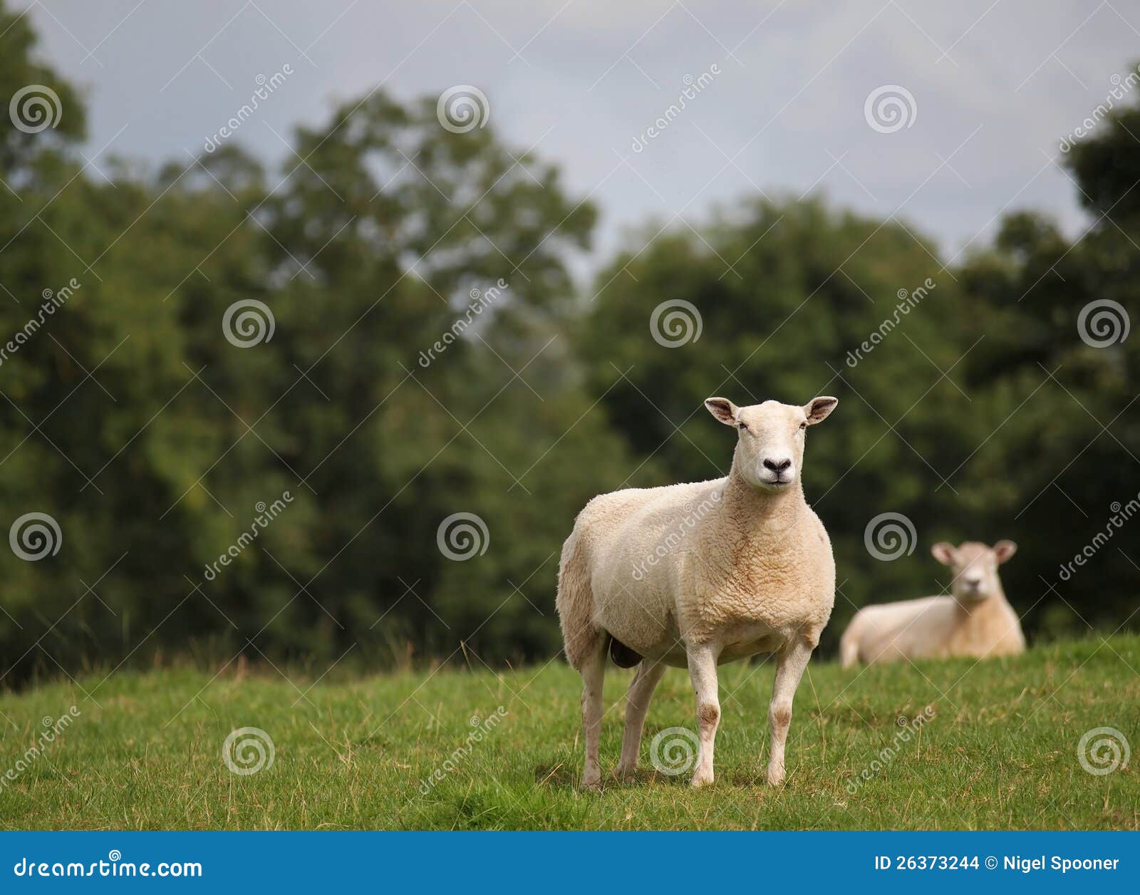 Freshly sheared sheep stock photo. Image of sheepskin - 26373244
