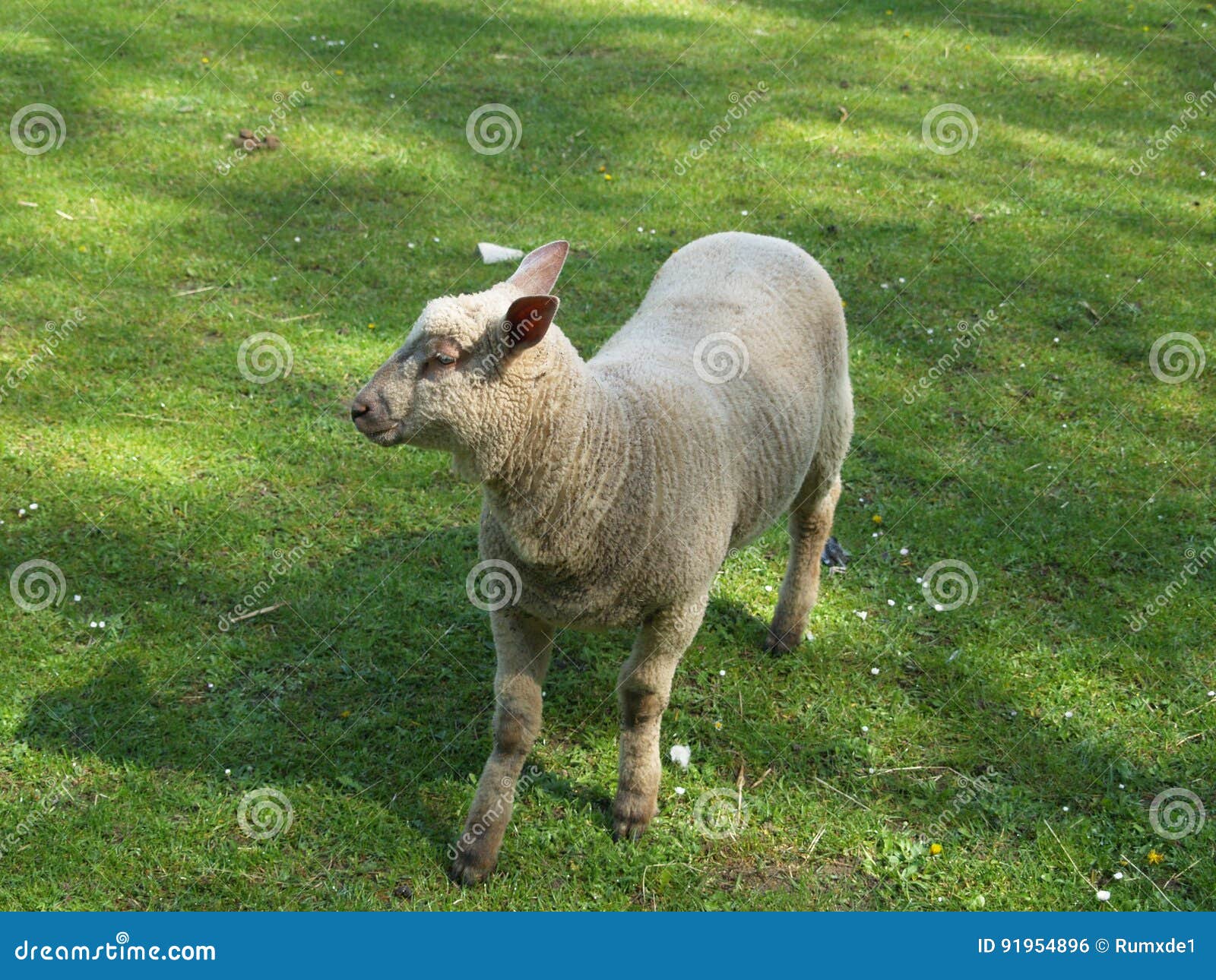 Freshly sheared sheep stock photo. Image of teen, lamb - 91954896