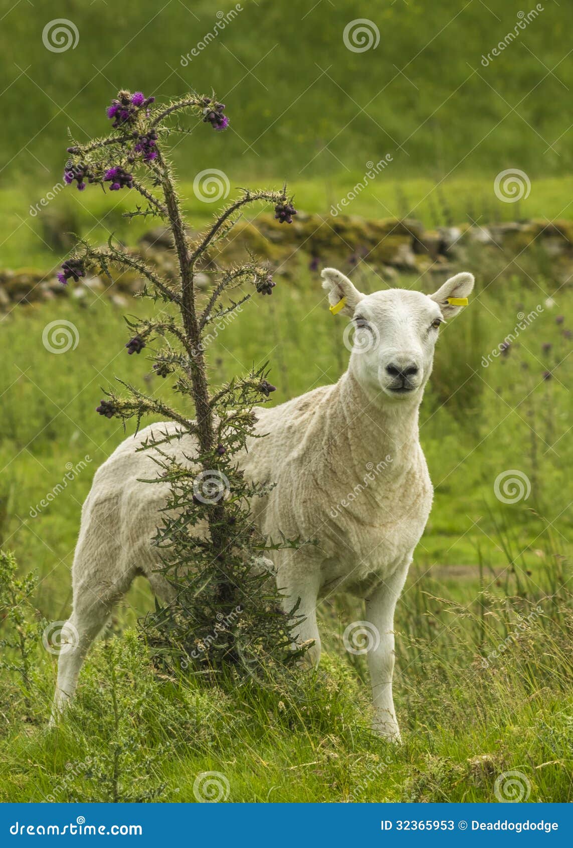 Two Sheared Sheep Amongst Unsheared Sheep Royalty-Free Stock ...