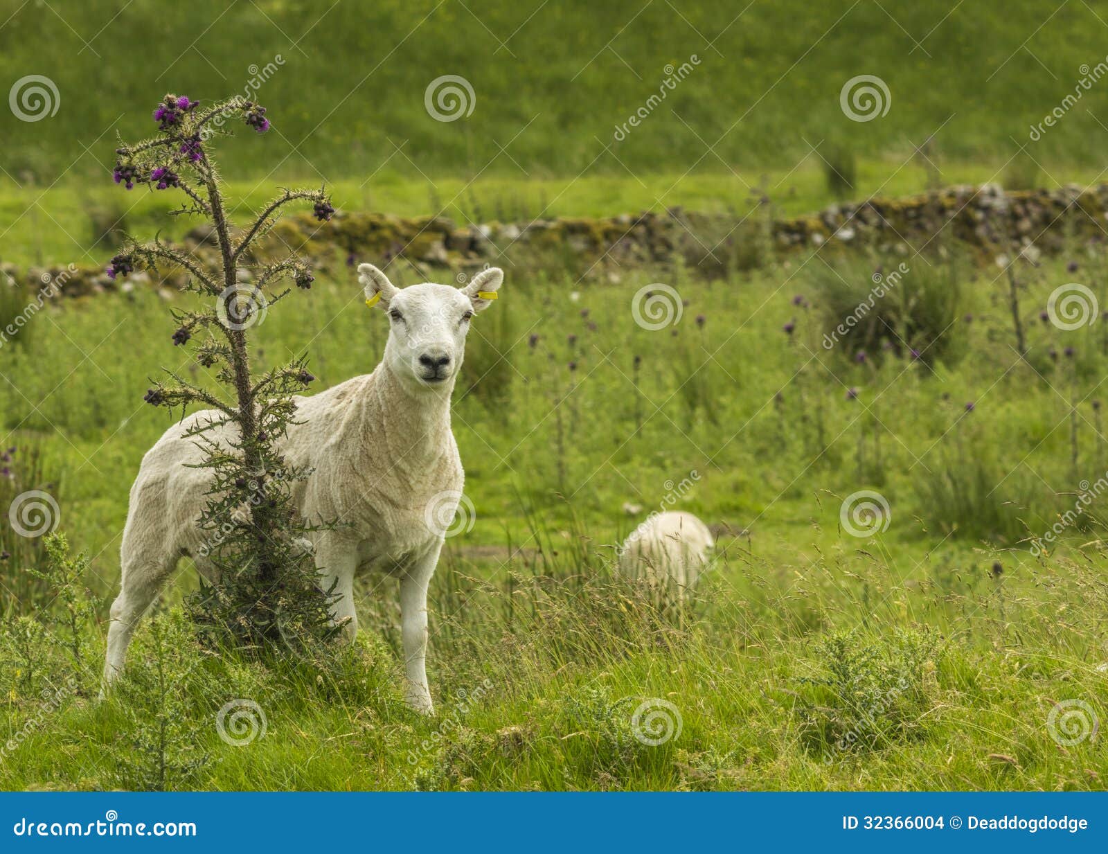 Freshly Sheared Sheep stock photo. Image of flock, friendly - 32366004