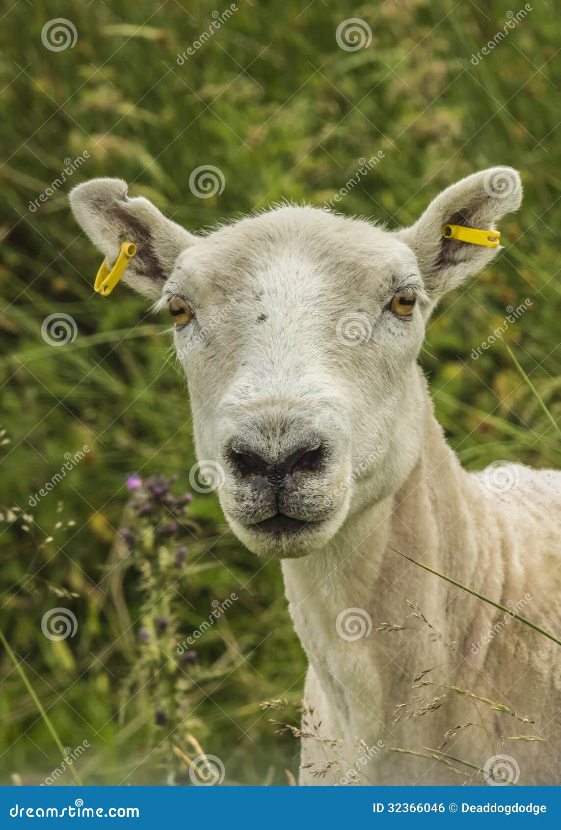 Freshly Sheared Sheep stock photo. Image of shorn, green - 32366046