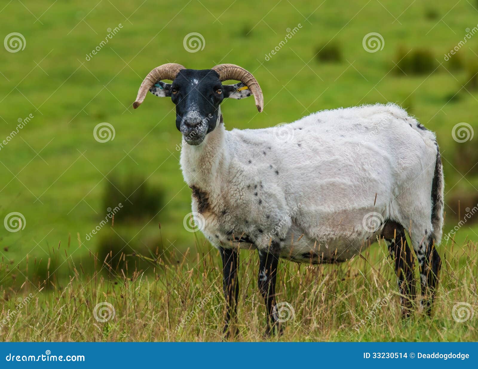 Freshly Sheared Sheep stock photo. Image of friendly - 33230514