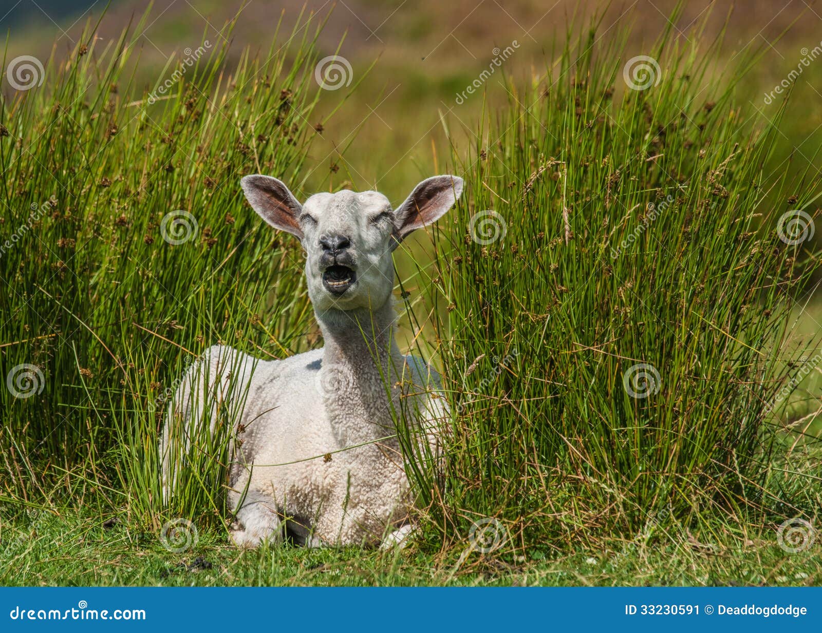 Two Sheared Sheep Amongst Unsheared Sheep Royalty-Free Stock ...