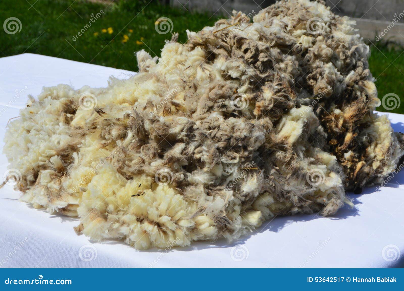 Freshly Sheared Sheep Stock Image | CartoonDealer.com #33230803