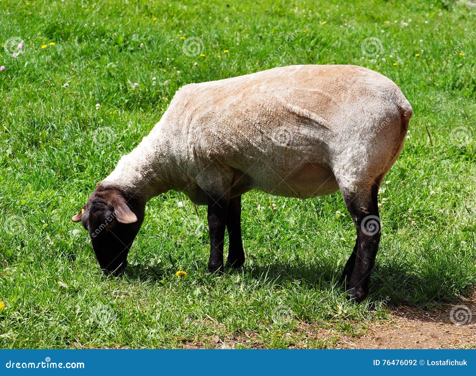 Shorn Sheep And Goats Royalty-Free Stock Photo | CartoonDealer.com ...