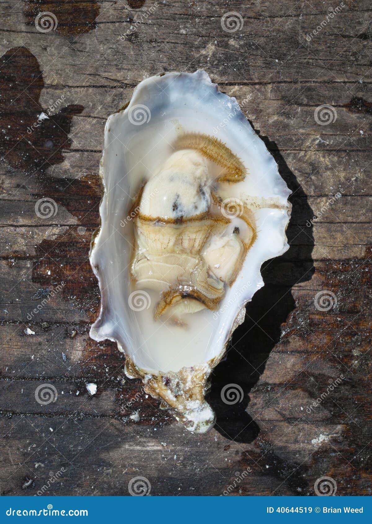 Freshly Shucked Oyster stock image. Image of fishing - 40644519