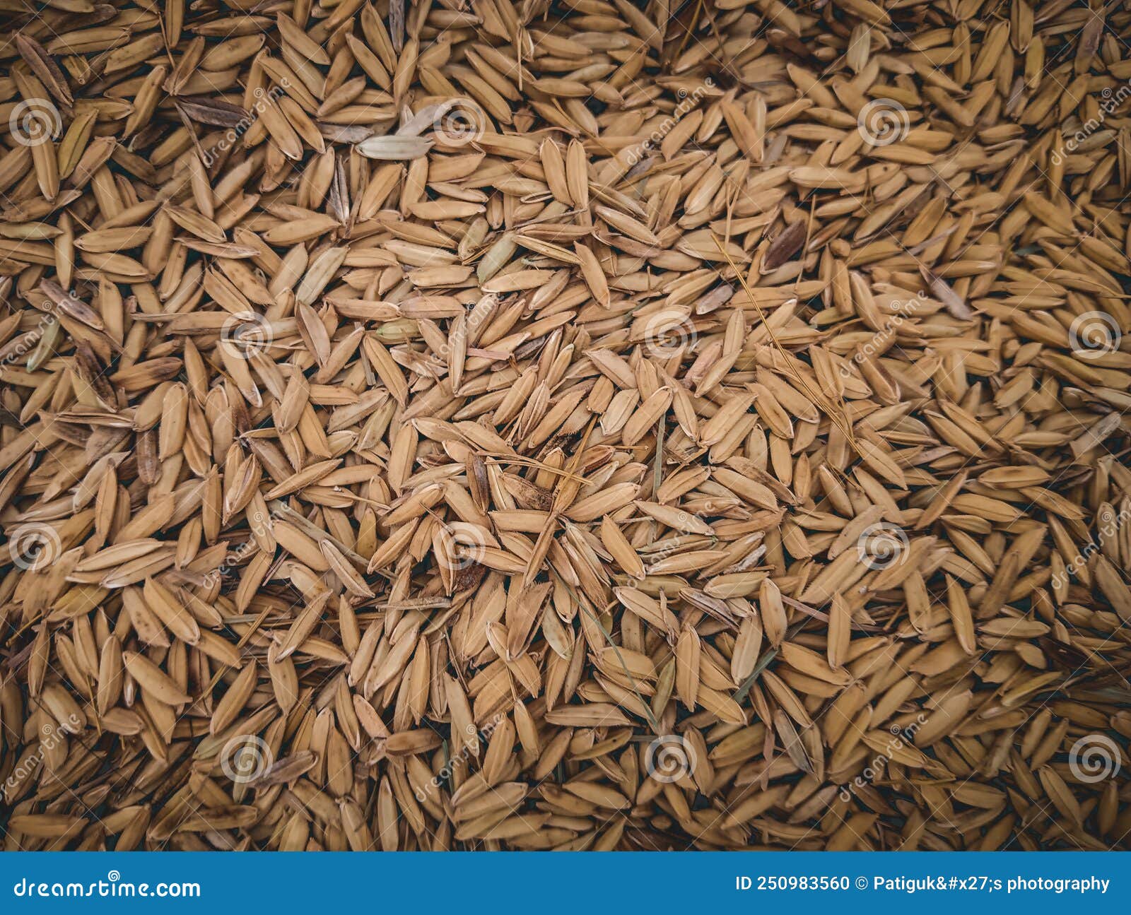 Freshly Sifted Rice, in the Process of Drying in the Sun Stock Photo ...