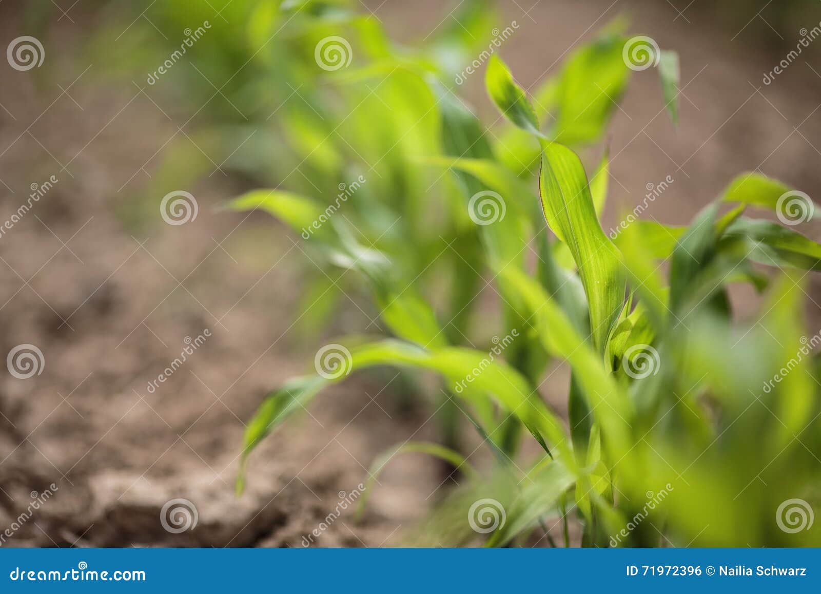 Freshly Sprouted Corn Plants Stock Photo - Image of agriculture, spring ...