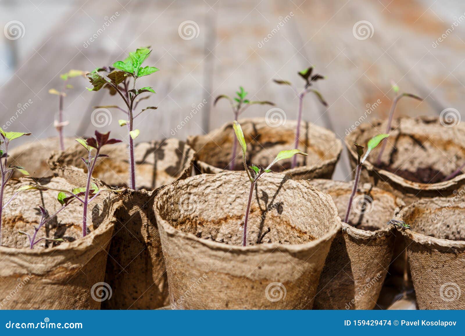 Freshly Sprouted Seedlings in Pots Stock Photo - Image of leaf, house ...