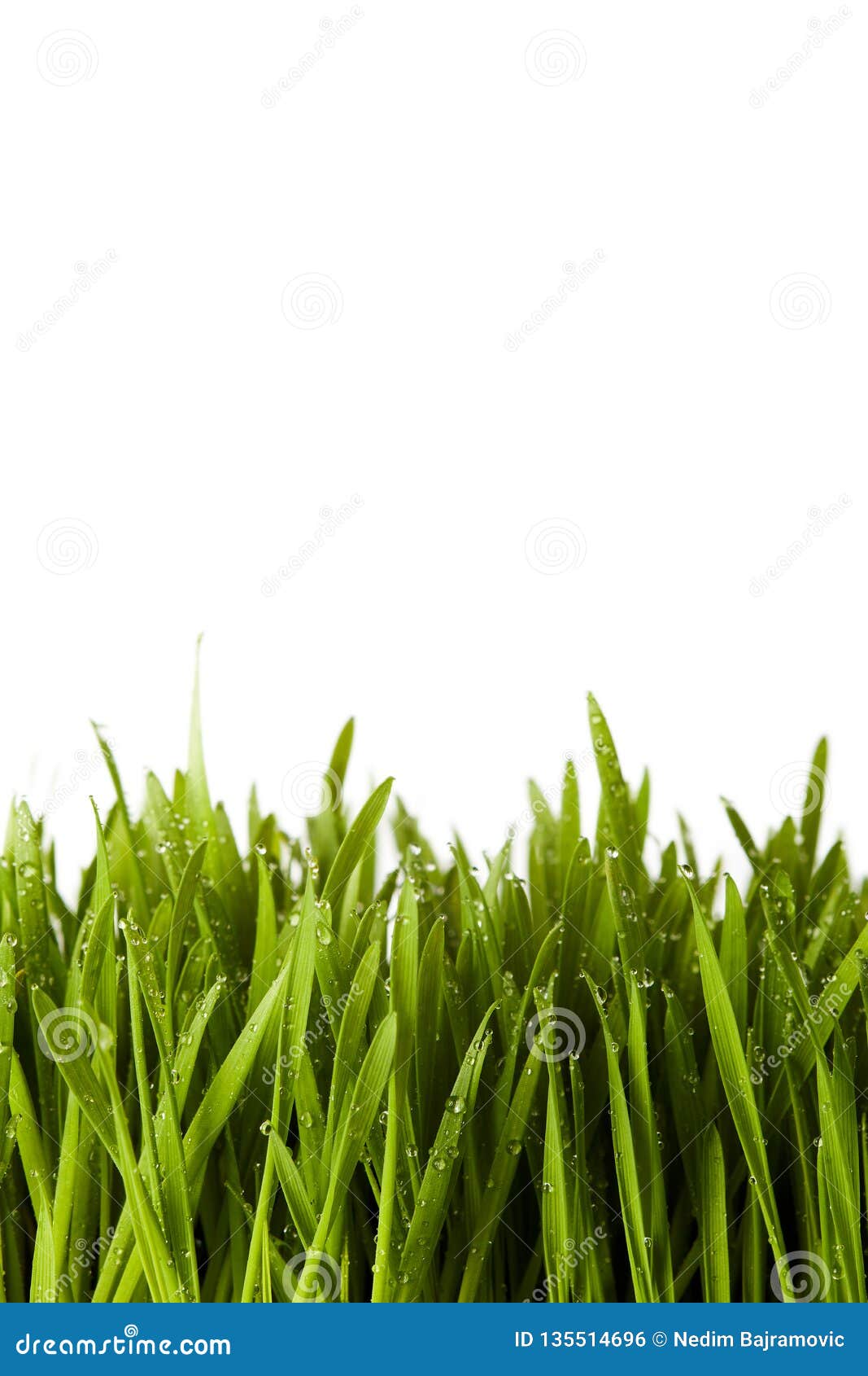 Freshly Sprouted Wheatgrass Stock Photo - Image of fresh, organic ...
