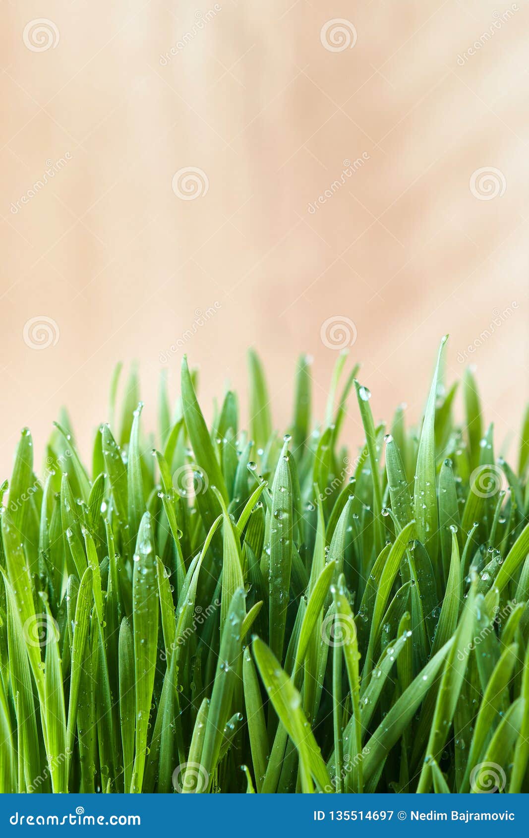 Freshly Sprouted Wheatgrass Stock Image - Image of plant, indoor: 135514697