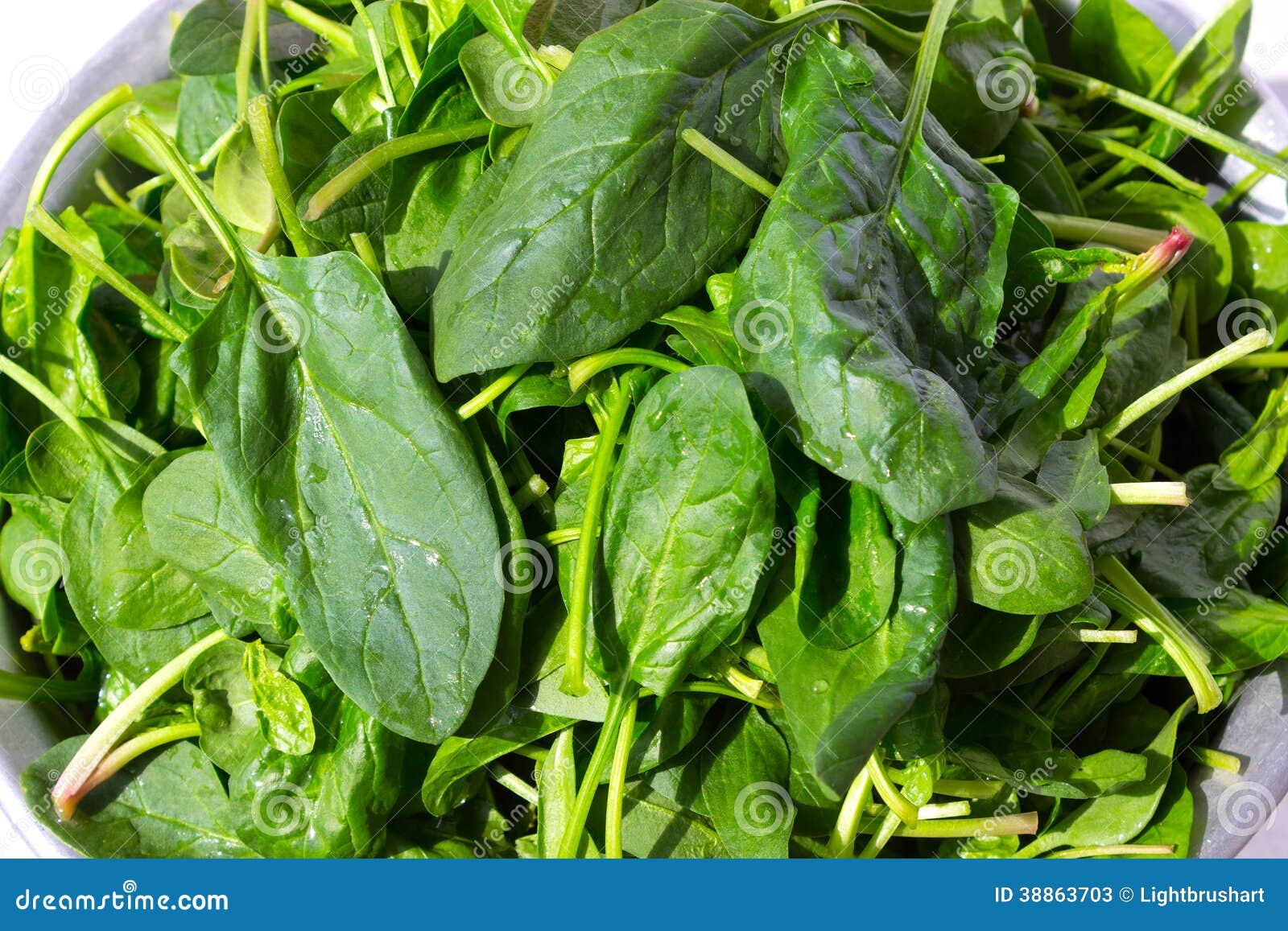 Freshly Washed Spinach Leaves Stock Image - Image of agriculture, tasty ...
