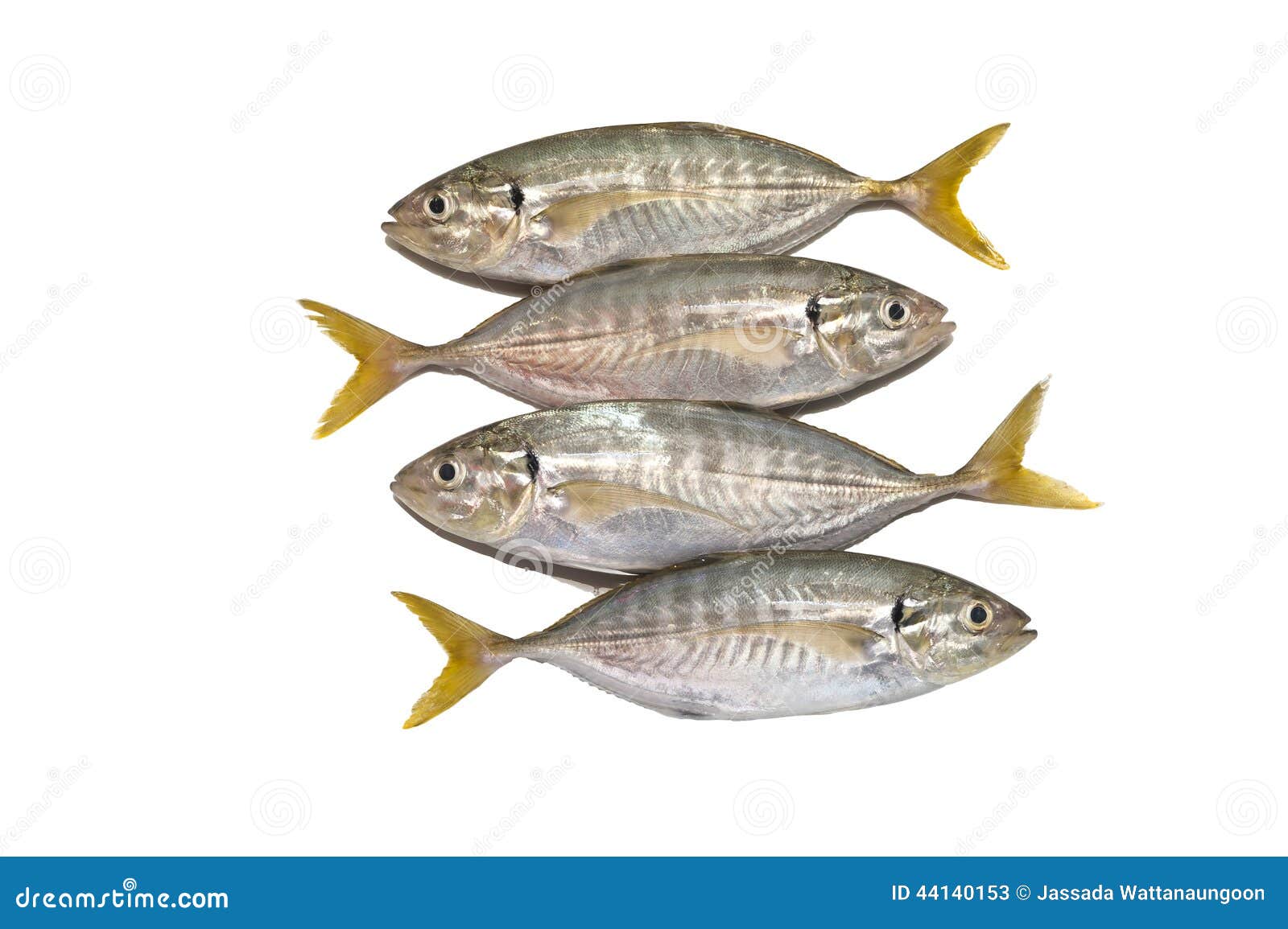 Freshly Yellow Tail Scad stock image. Image of fauna - 44140153