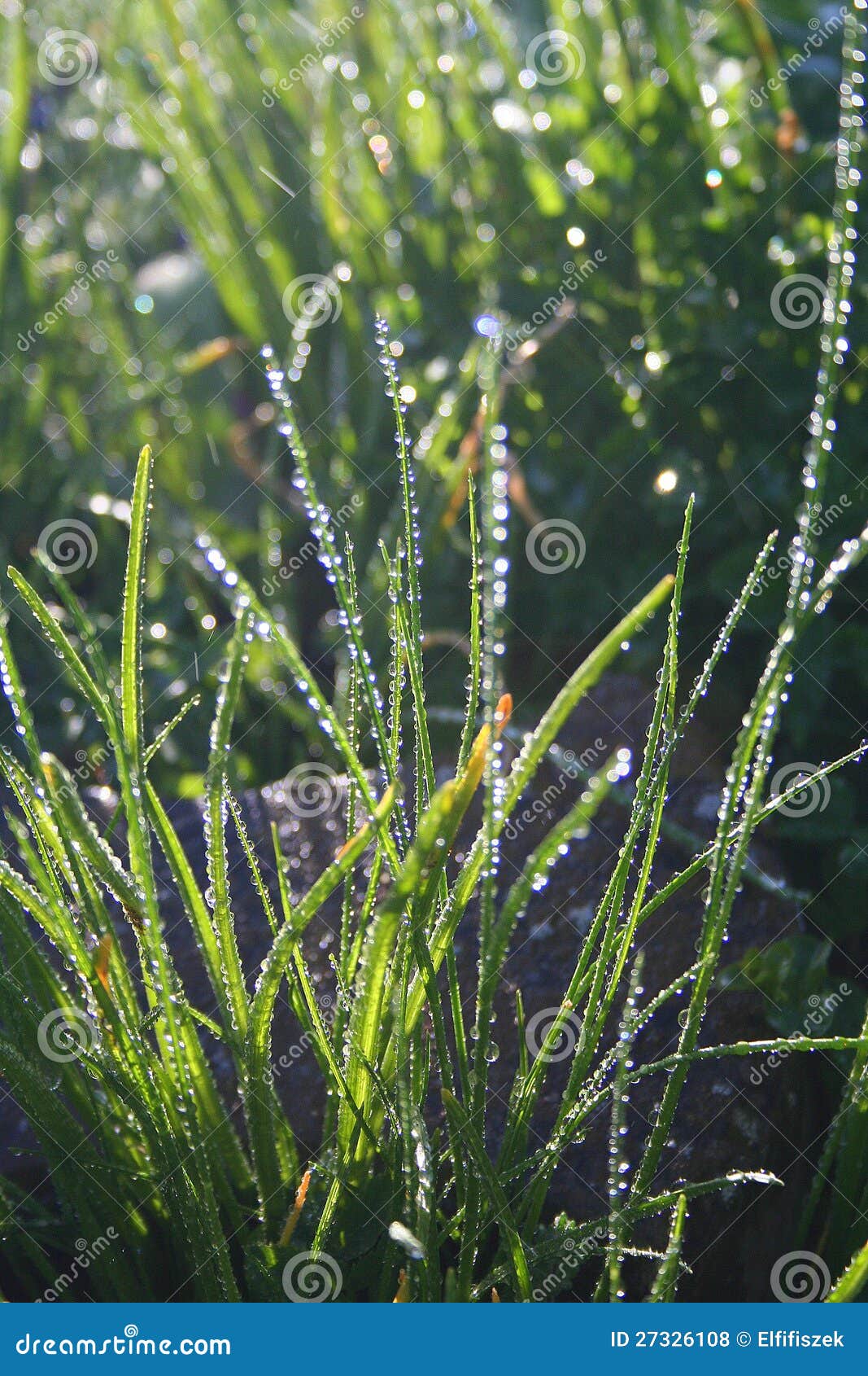 Freshness stock photo. Image of drops, juicy, details - 27326108