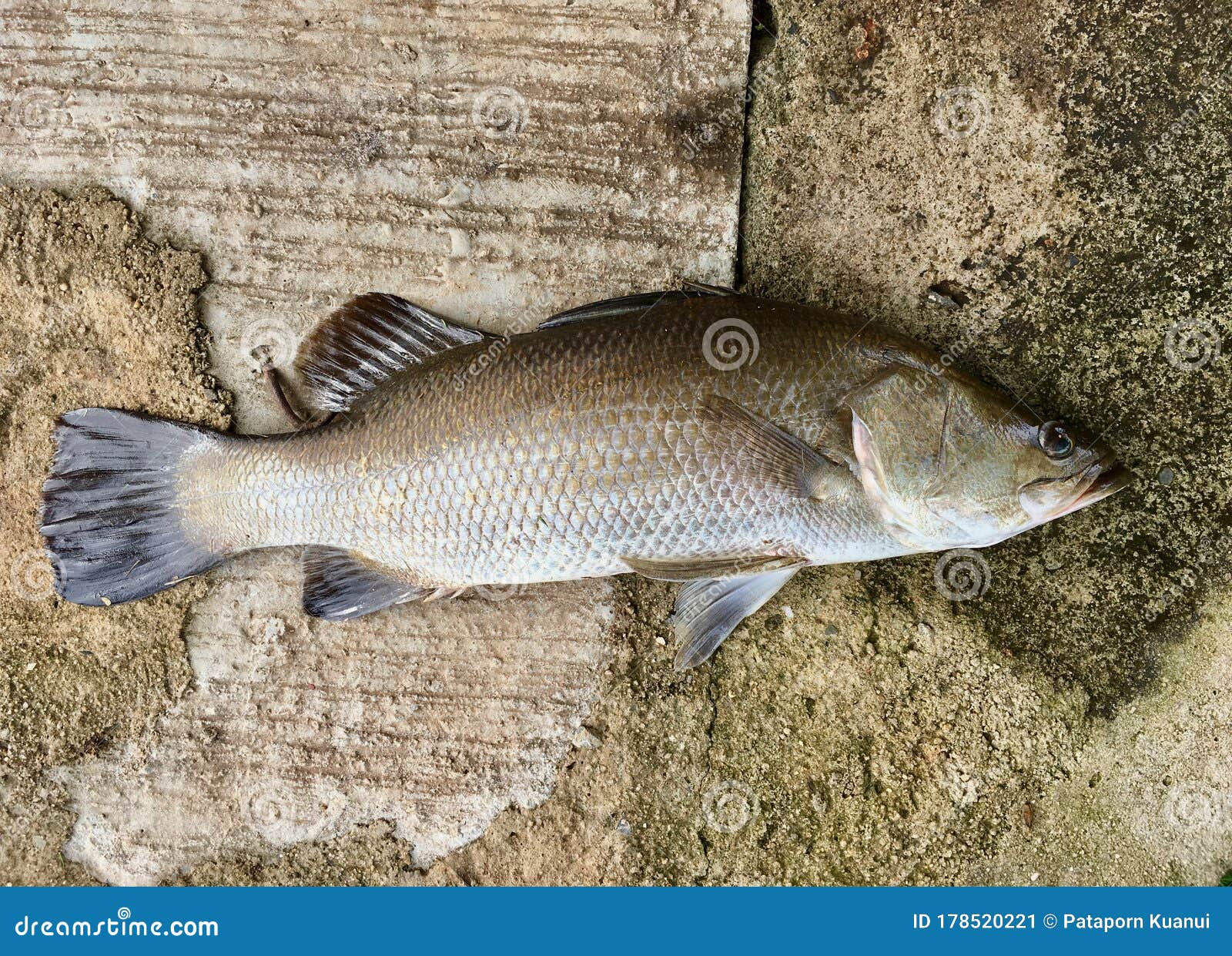 Freshness Asian Seabass Fish Stock Image - Image of fresh, gourmet ...