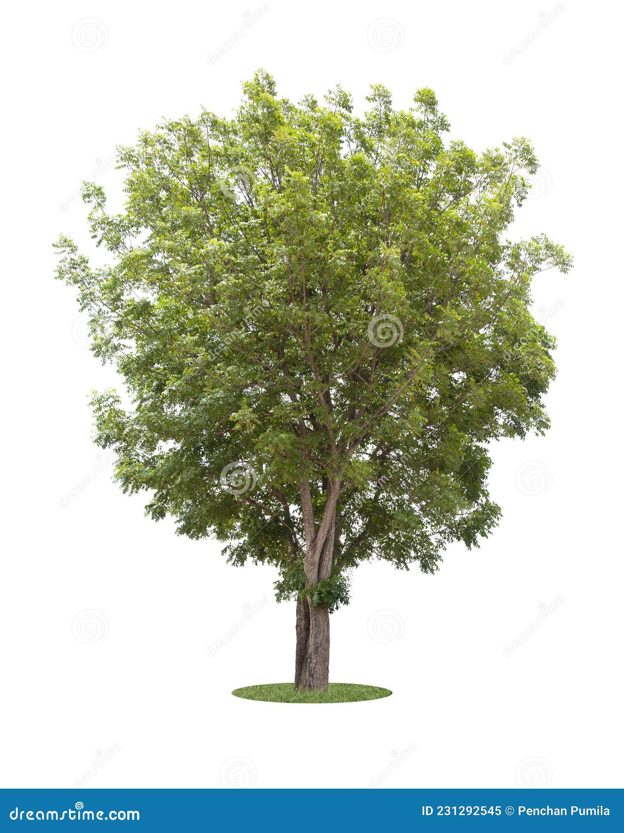 The Freshness Big Green Tree Stock Image - Image of outdoor, life ...