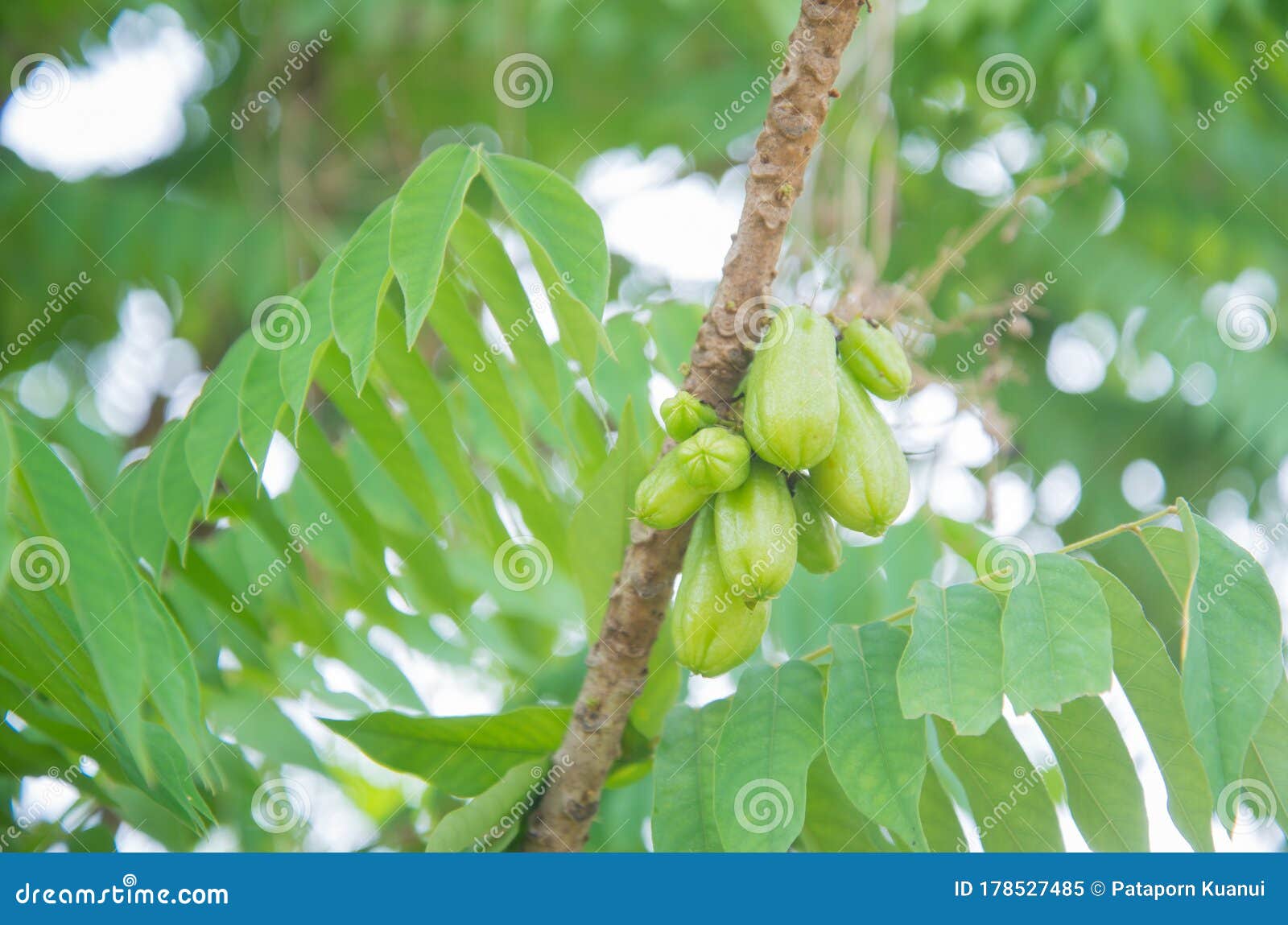 Bilimbi fruit stock image. Image of delicious, diet - 178527485