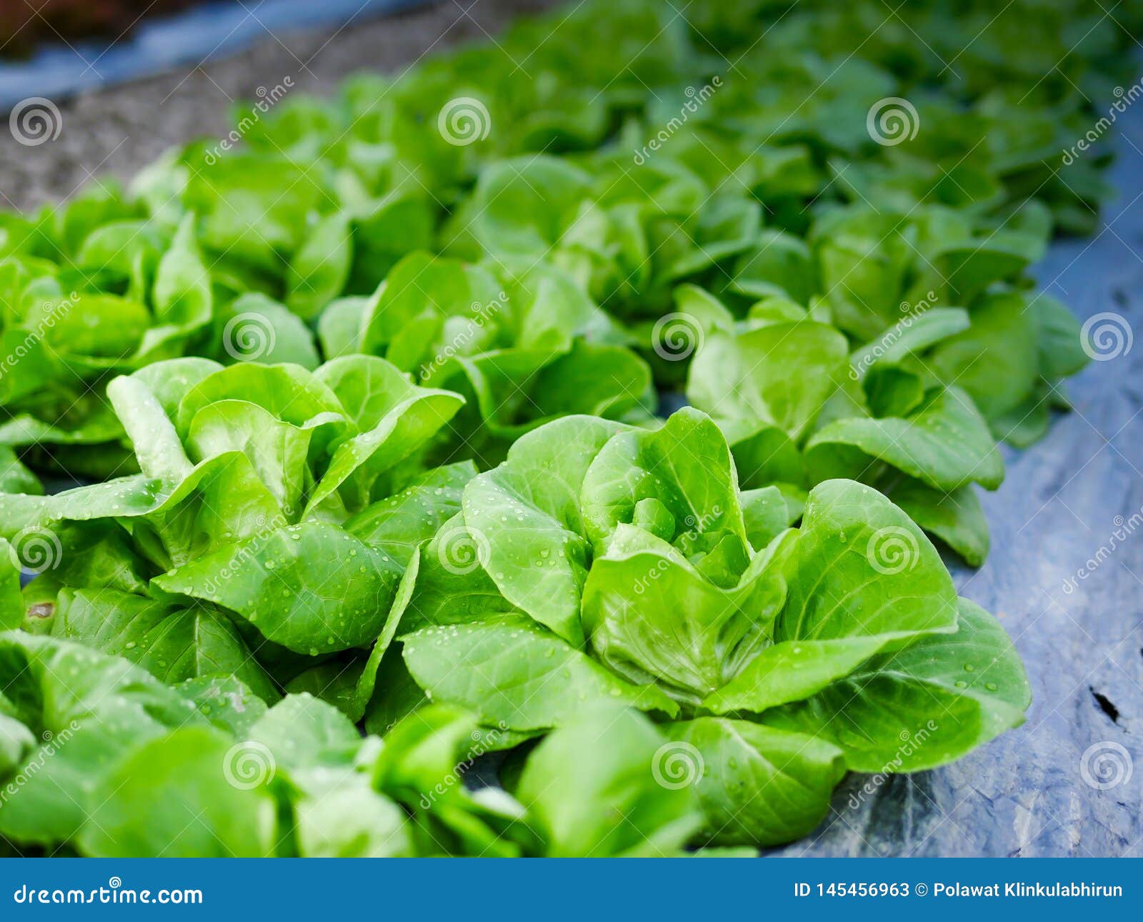 The Freshness of the Cabbage Vegetable Stock Image - Image of close ...