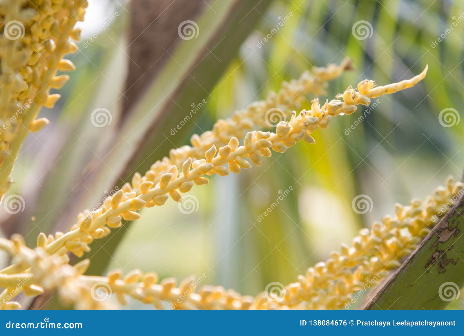 Freshness Coconut Flowers Brunch on Coconut Tree Stock Photo - Image of ...