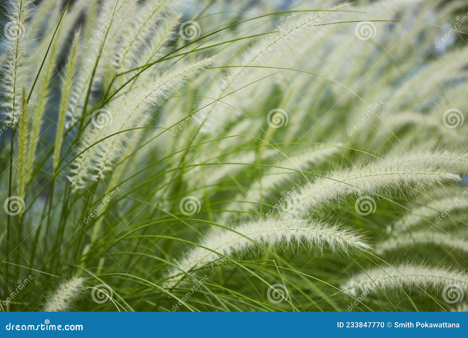 Freshness Grass Flower Texture Background Stock Photo - Image of color ...