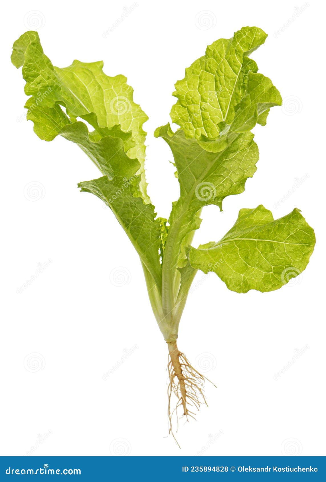 Freshness Green Leafs Lettuce with Root, Isolated on White Background ...