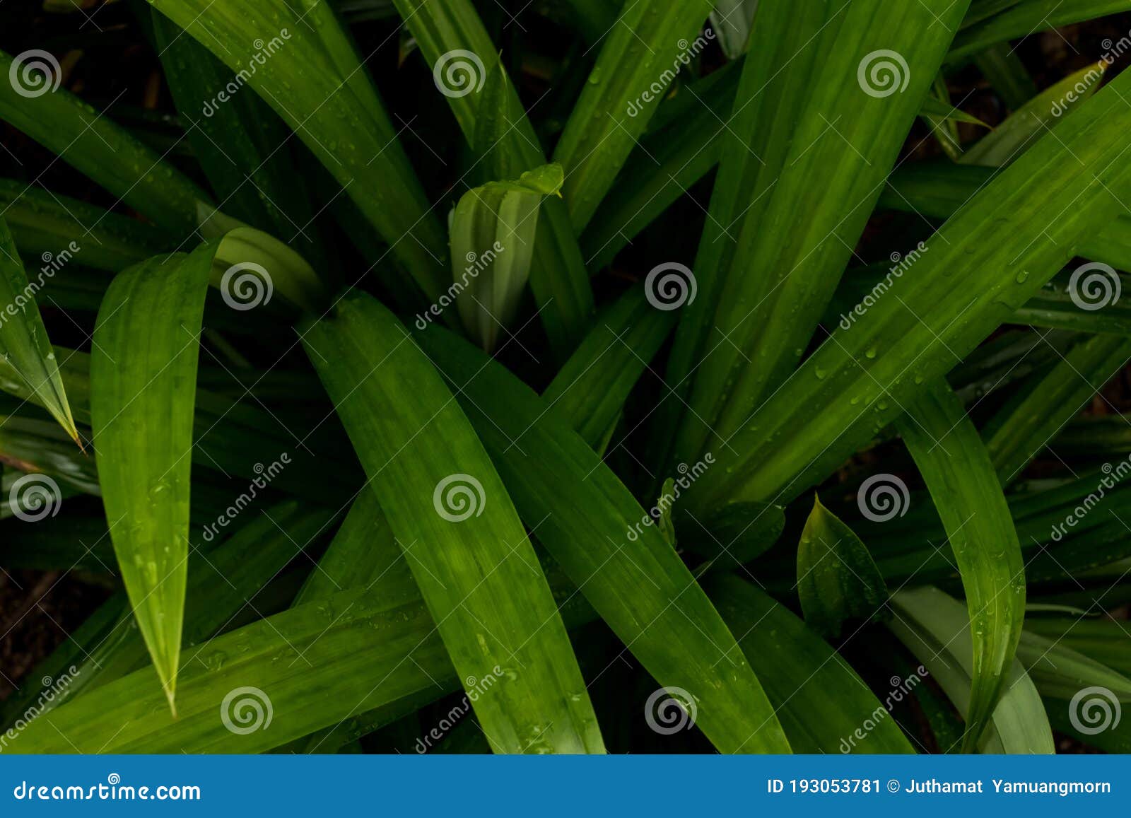 Texture. Pandan Green Leaves Close Up. Tropical Wild Pineapple Stock ...