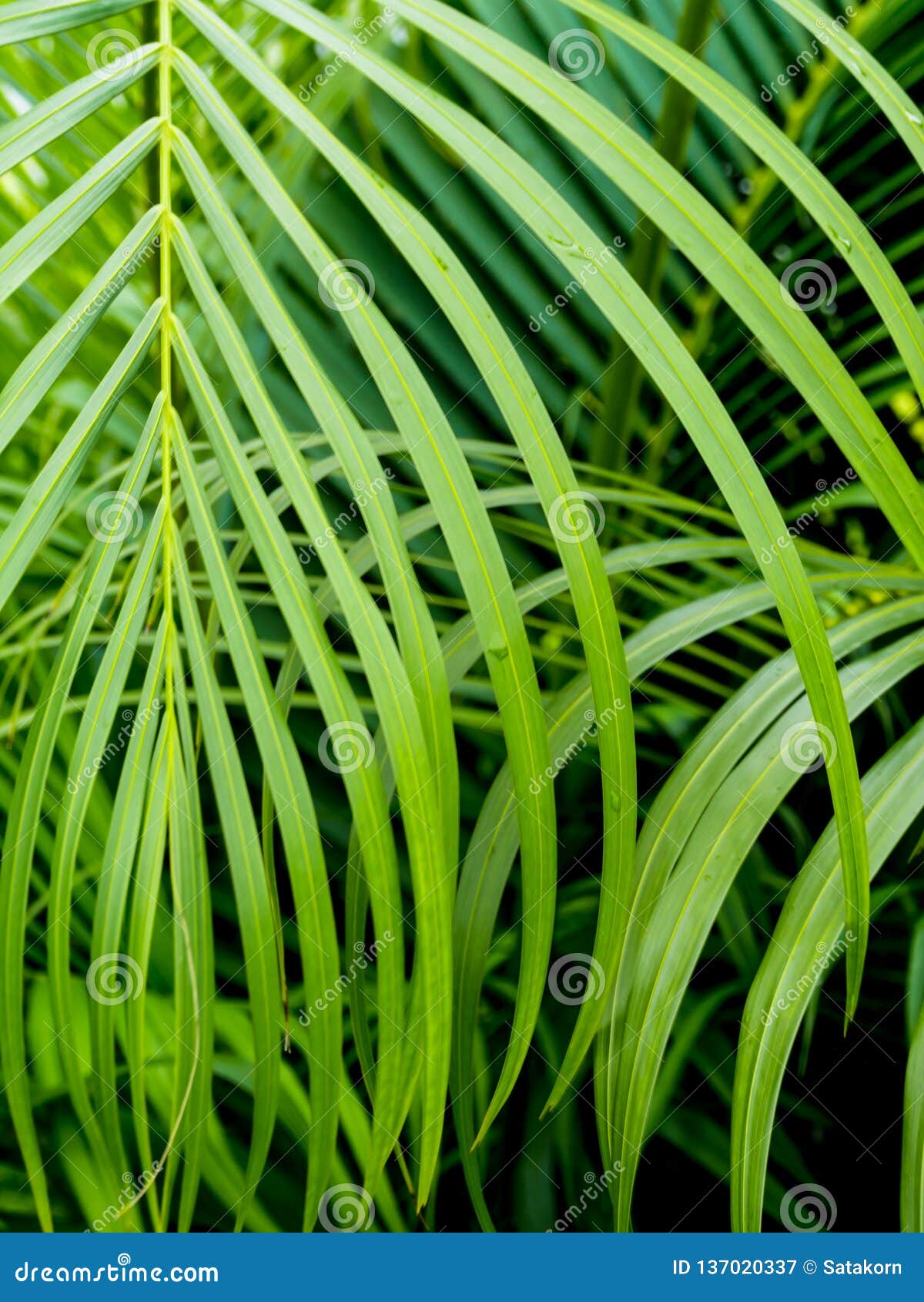Green Pinnately Compound Leaves Palm Leaf Stock Image - Image of ...