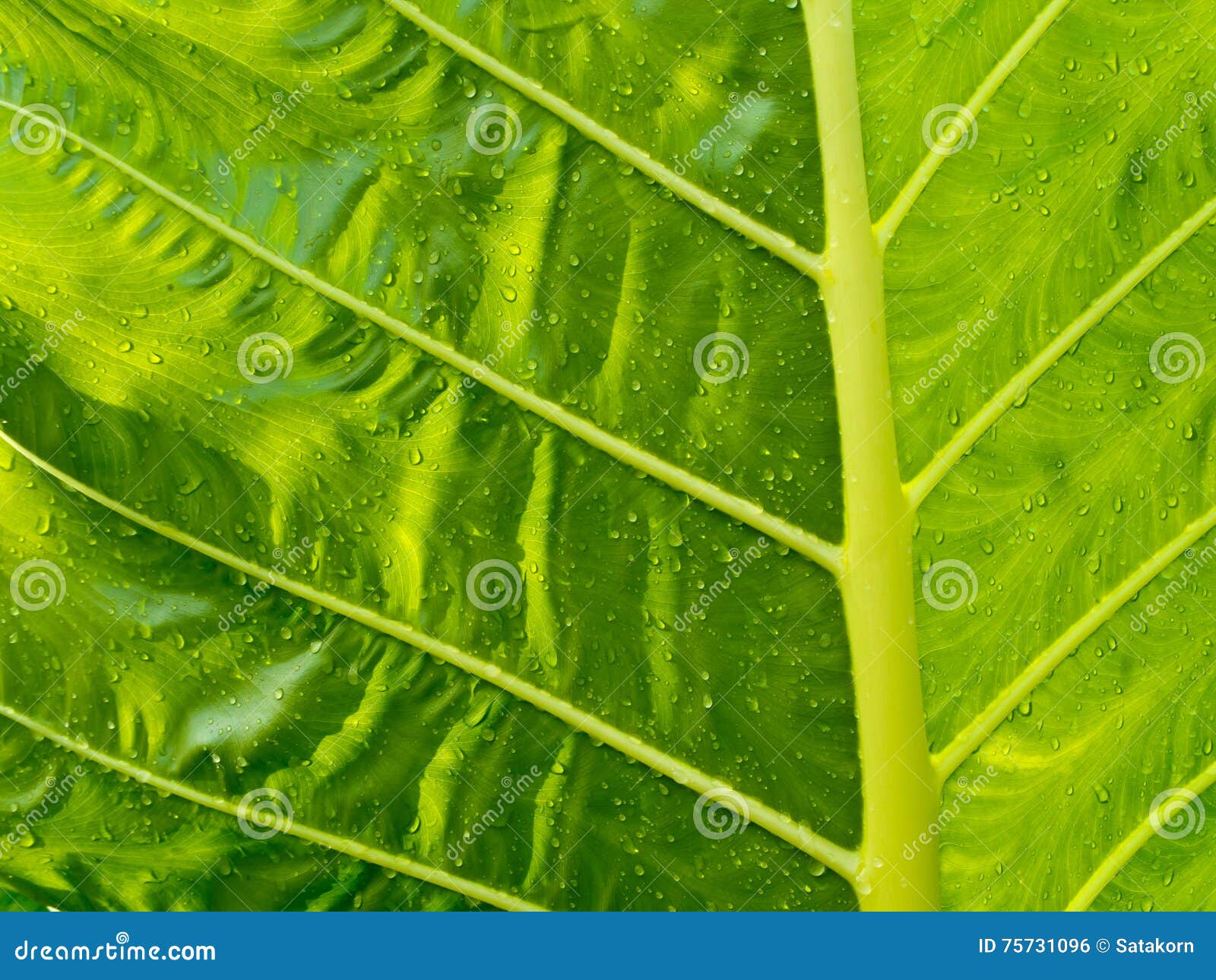 Freshness Of Leaf In Healthy Vegetarian Gourmet Meal Generated By AI ...