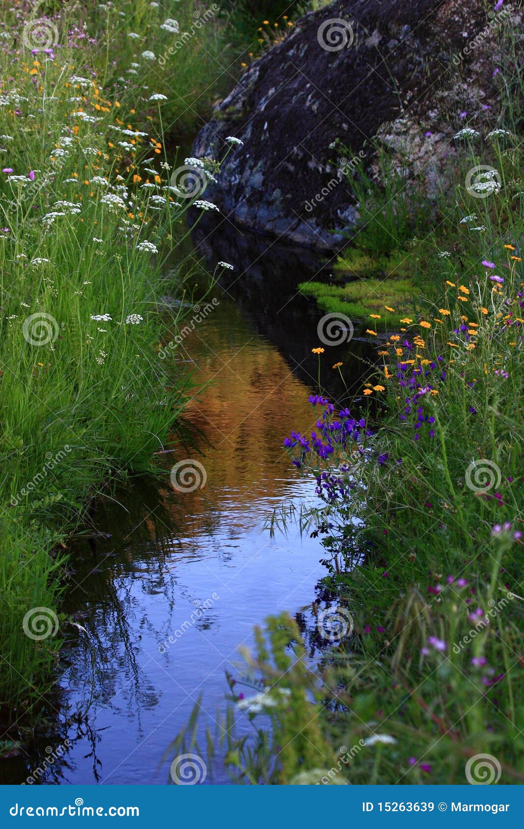 Freshness of nature stock image. Image of branches, moistness - 15263639