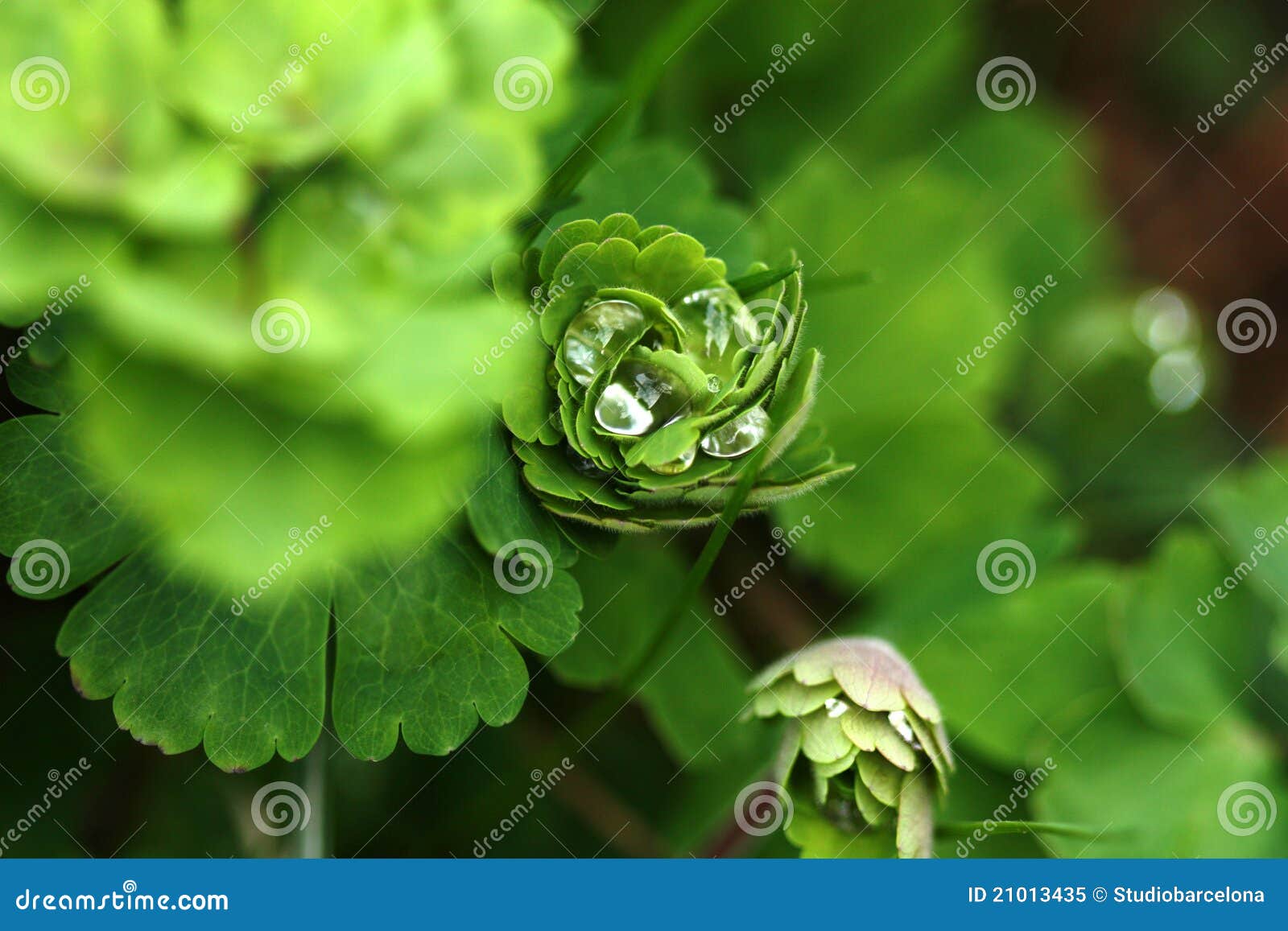 Freshness of nature stock image. Image of beautiful, purity - 21013435