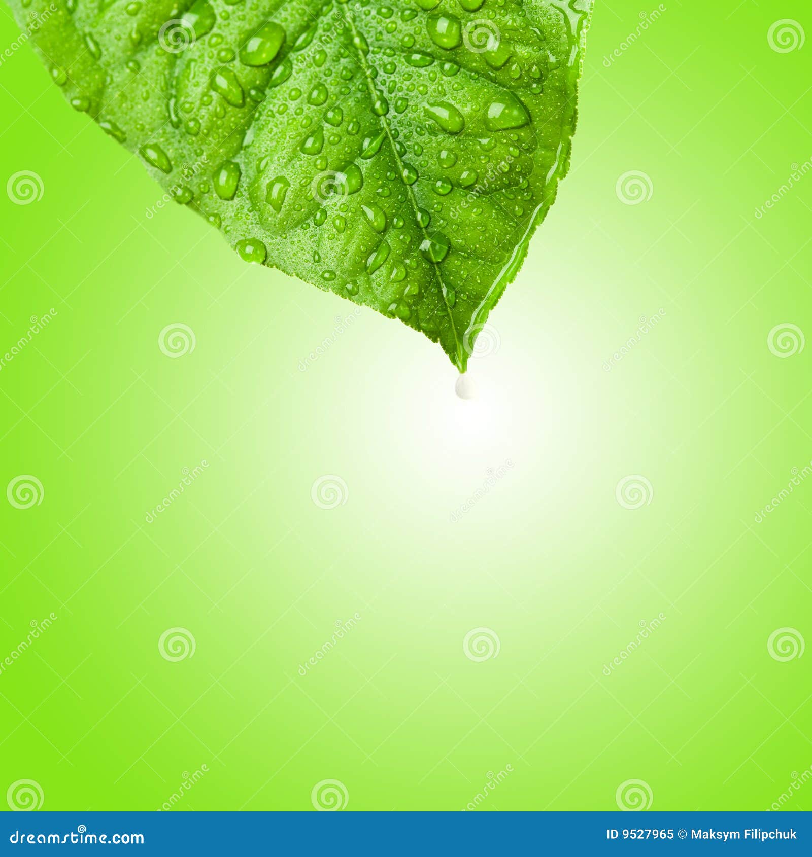 Freshness of nature stock image. Image of leaf, idyllic - 9527965