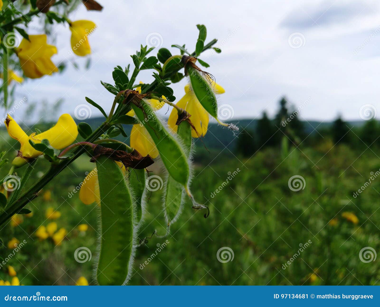 Freshness of nature stock image. Image of alive, nature - 97134681