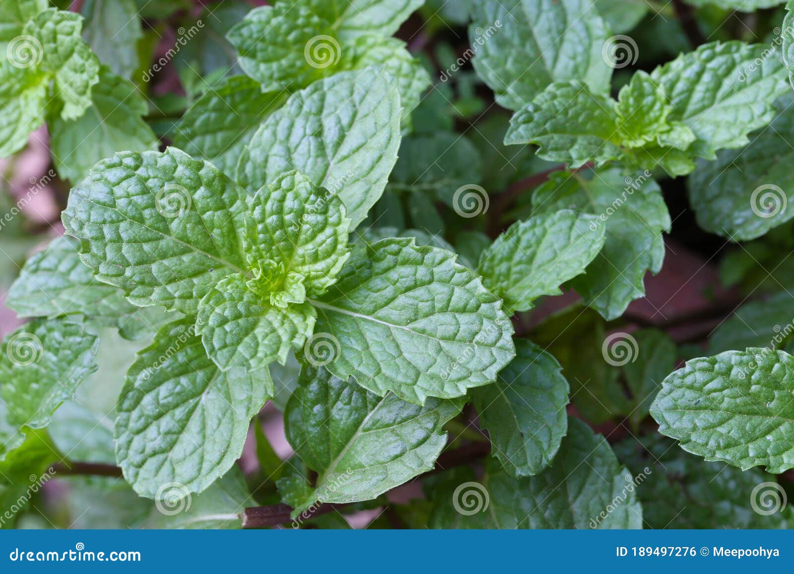 Freshness Peppermint leaf stock photo. Image of medicine - 189497276