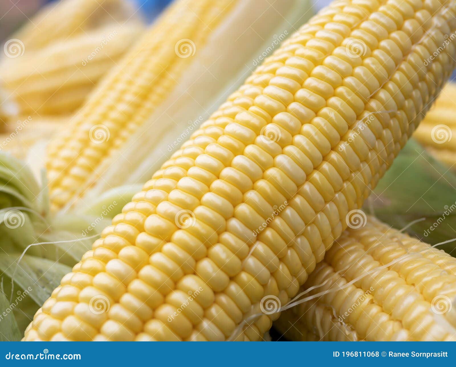Freshness Raw Maize with Peeled Stock Photo - Image of freshness, maize ...