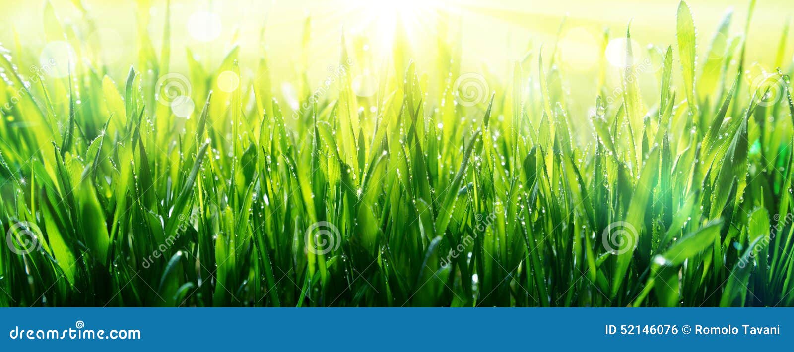 Freshness of spring stock photo. Image of sunbeam, garden - 52146076