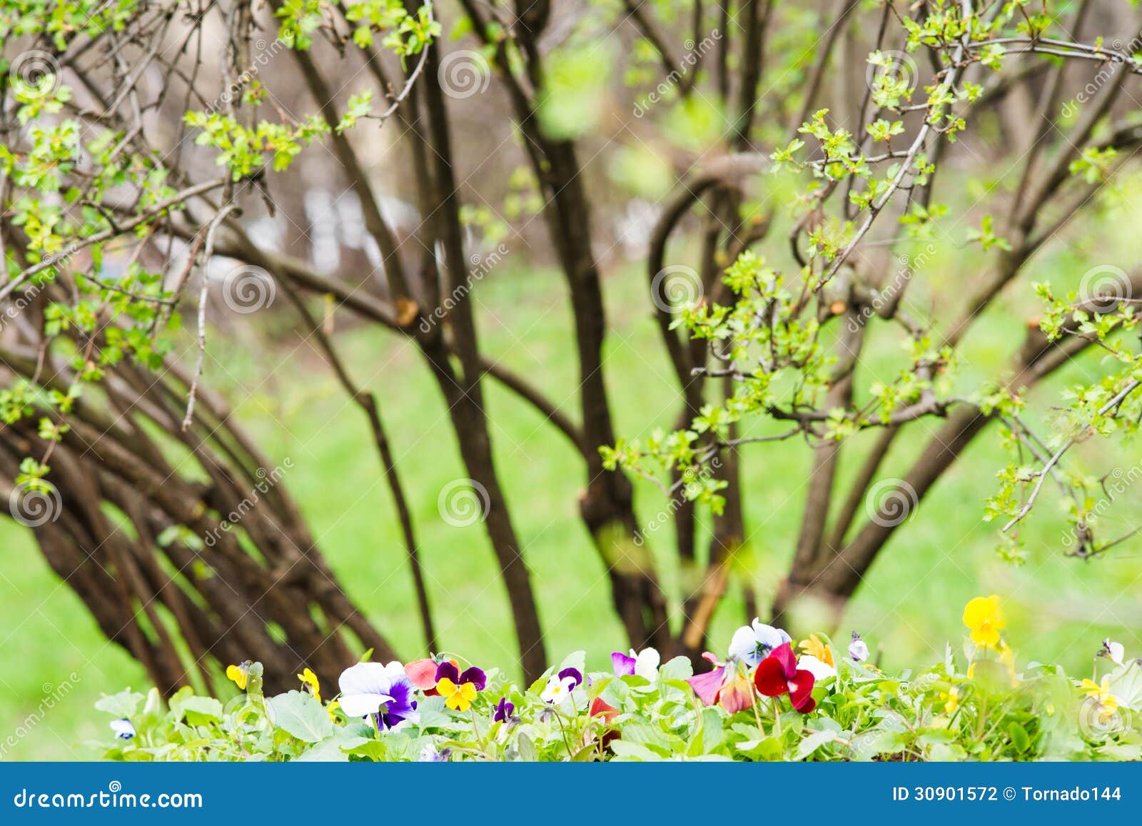 Freshness stock photo. Image of botany, abstract, download - 30901572