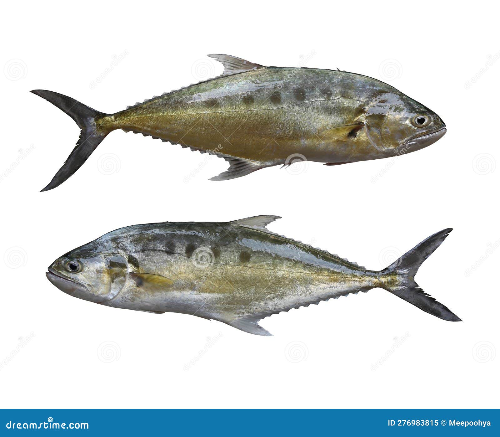 Freshness Talang Queenfish Isolated on White Stock Image - Image of ...
