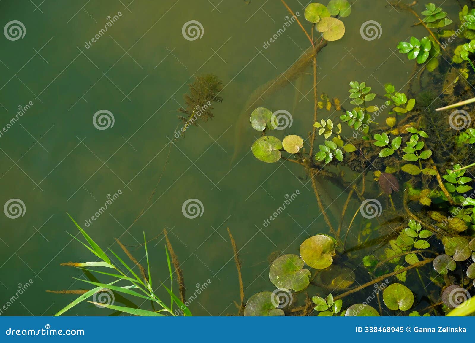 Freshwater Algae Background. Ecosystem Concept Stock Image - Image of ...