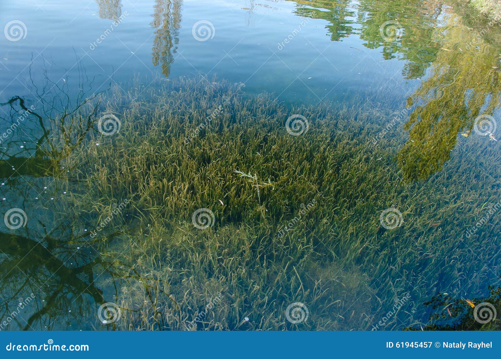 Freshwater algae stock image. Image of seaweed, flowing - 61945457