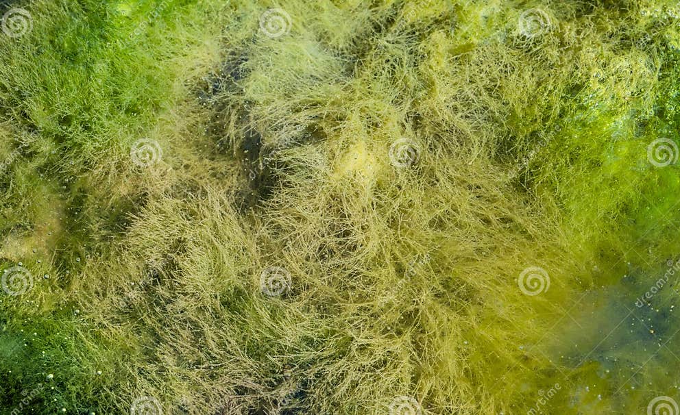 Freshwater Algae closeup stock image. Image of green - 190964415