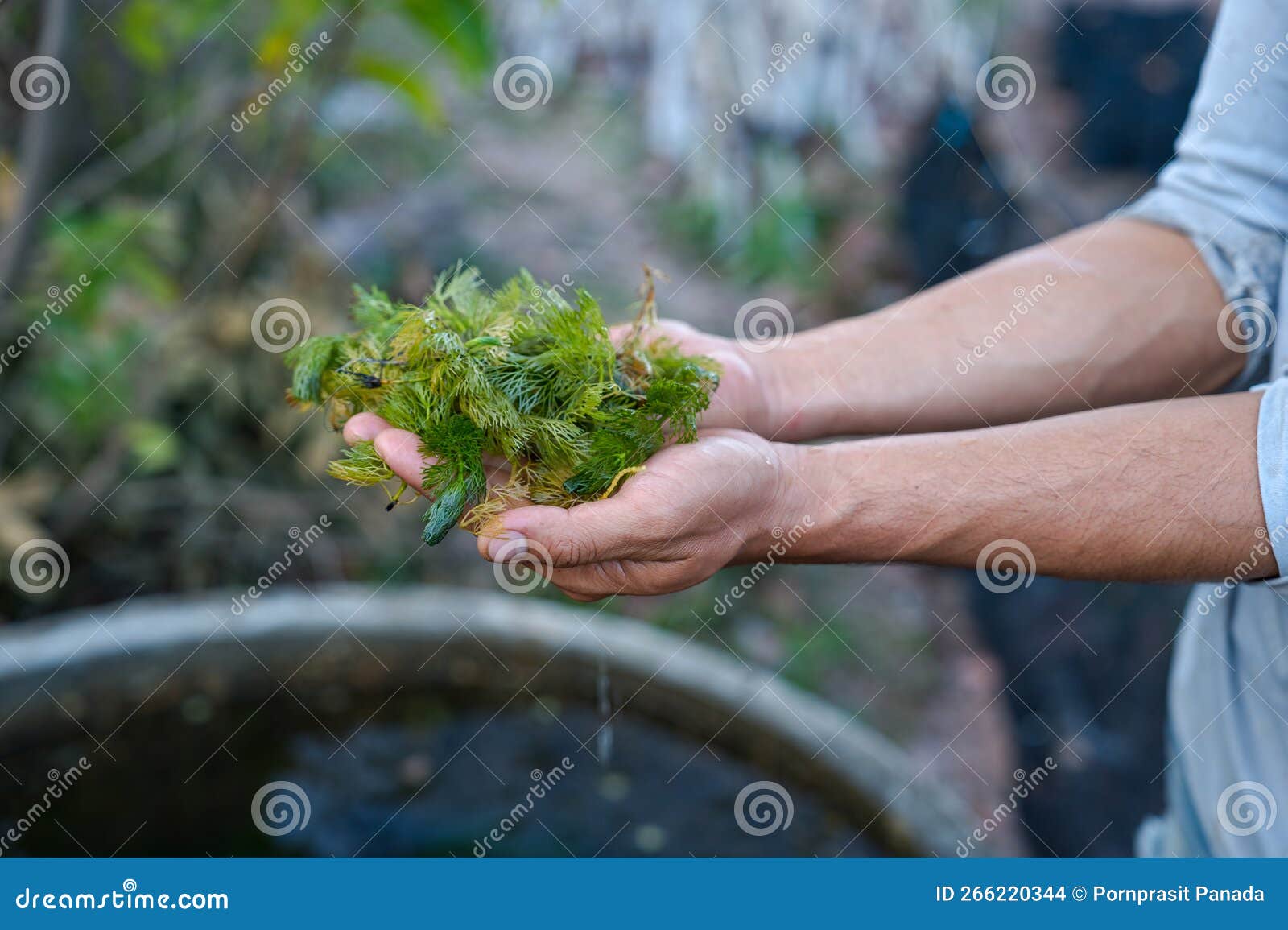 Freshwater Algae in Hand on Nature Background Stock Photo - Image of ...
