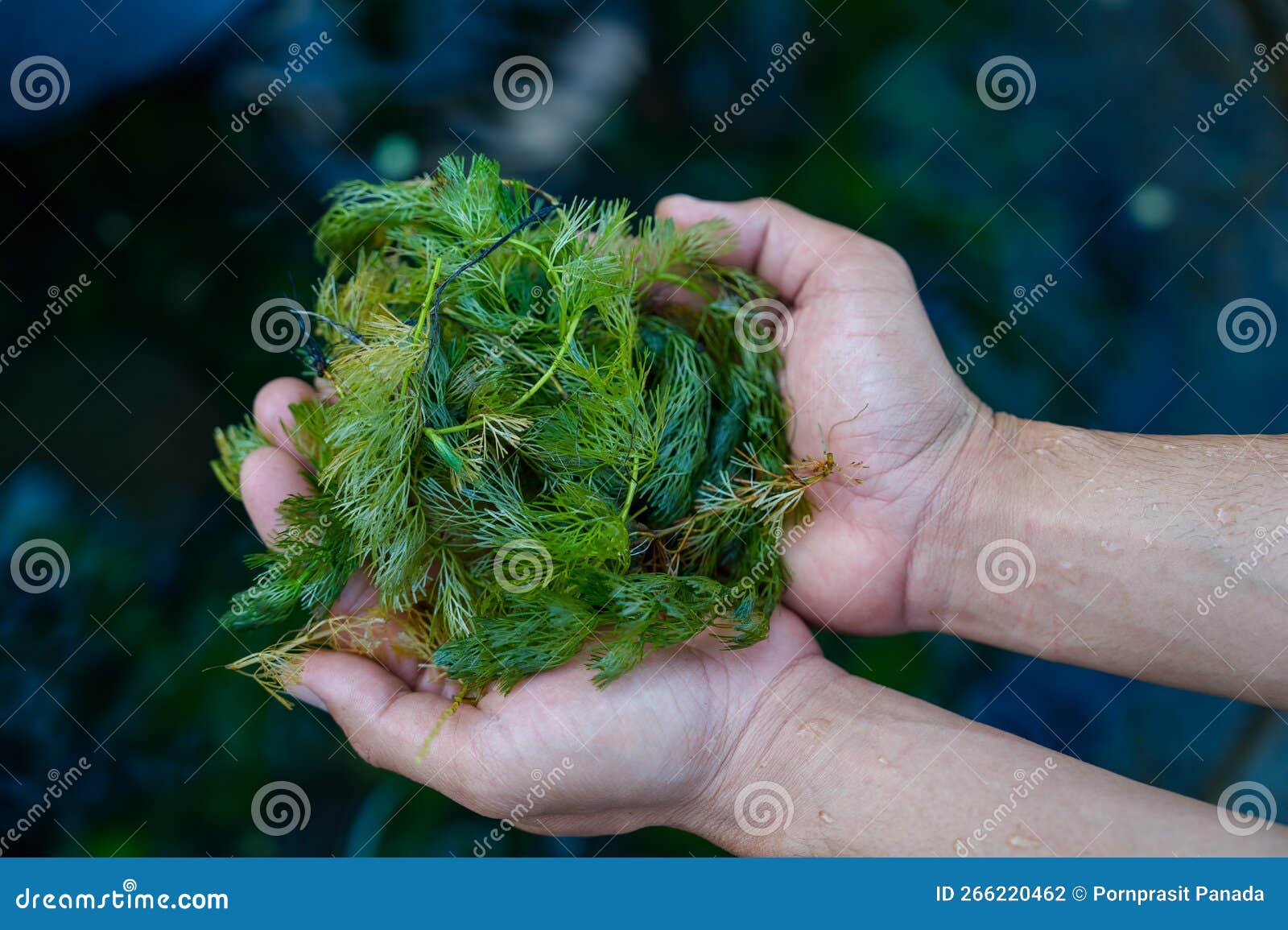 Freshwater Algae in Hand on Nature Background Stock Photo - Image of ...