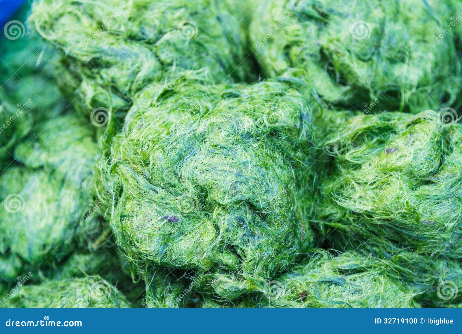 Freshwater algae stock photo. Image of eating, dietary - 32719100