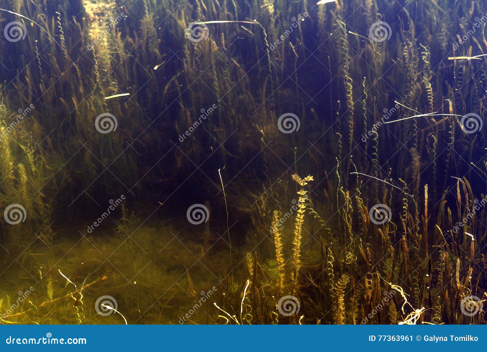 The freshwater algae stock image. Image of cold, whimsical - 77363961