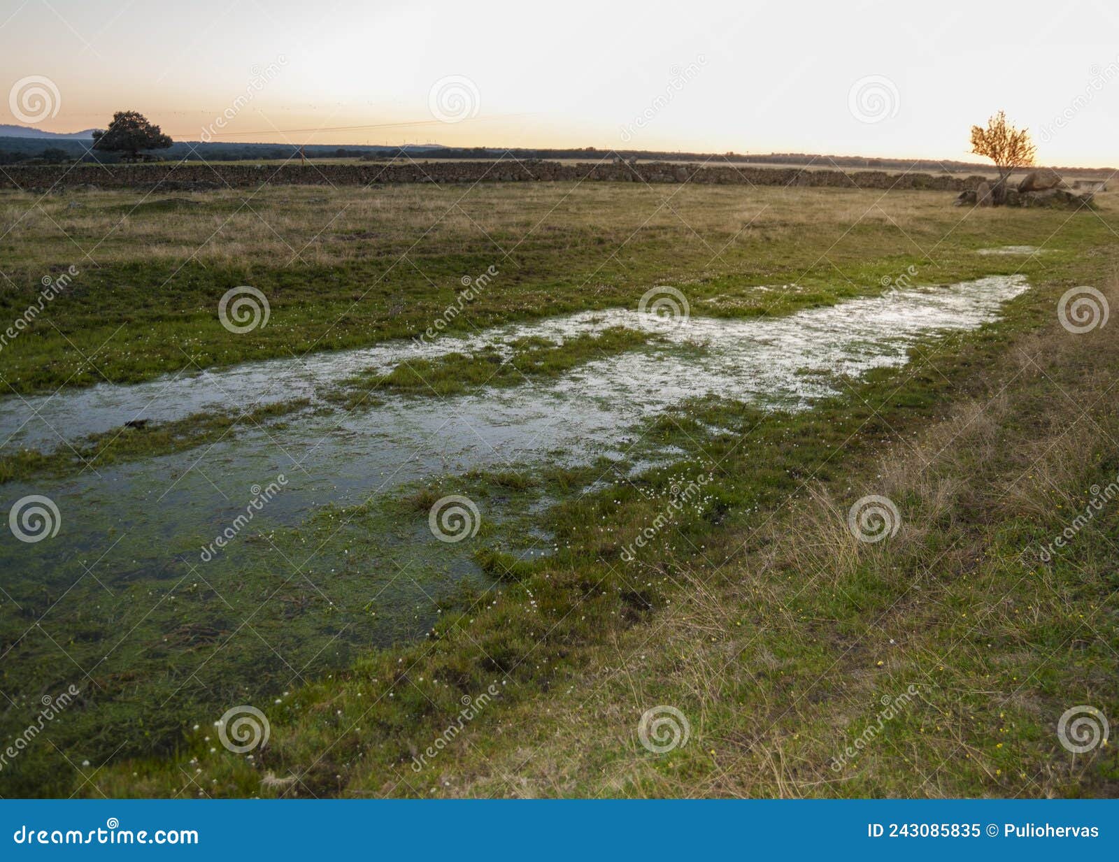 Freshwater Algae in Puddle in Dehesa De Extremadura Amphibian Ecosystem ...