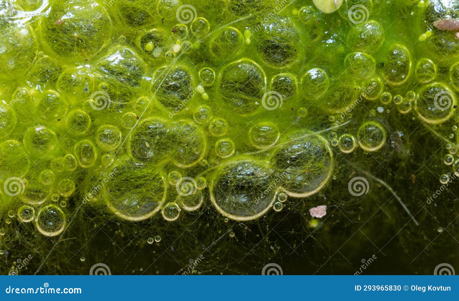 Freshwater Algae Spirogyra Release Oxygen into the Air, Oxygen ...