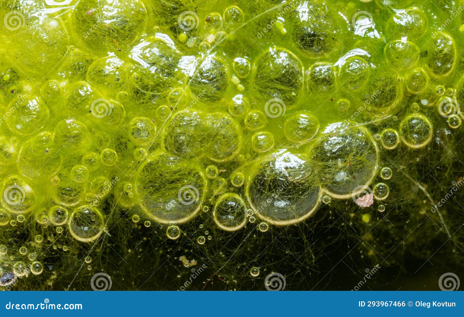 Freshwater Algae Spirogyra Release Oxygen into the Air, Oxygen ...