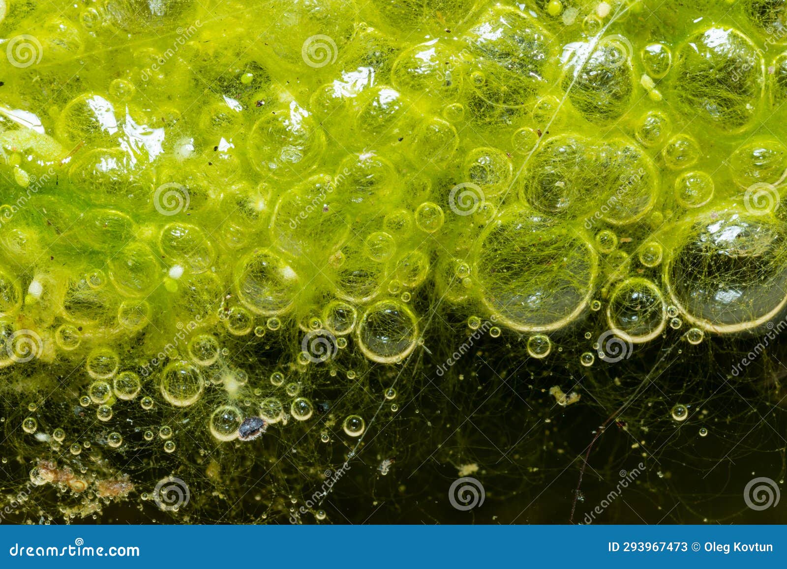 Freshwater Algae Spirogyra Release Oxygen into the Air, Oxygen ...