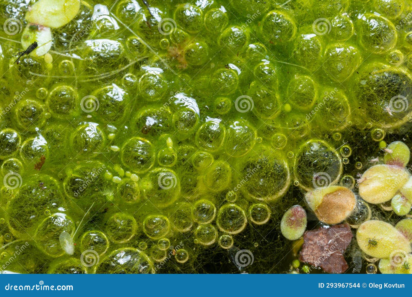 Freshwater Algae Spirogyra Release Oxygen into the Air, Oxygen ...